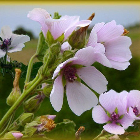 Althaea Officinalis – NATYRAL & ATC